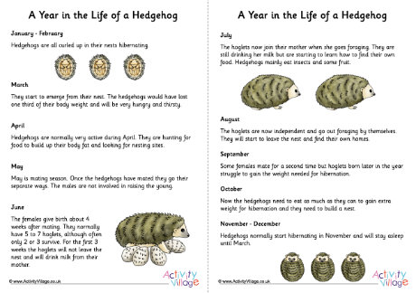 Life Cycle of a Hedgehog | Activity Village