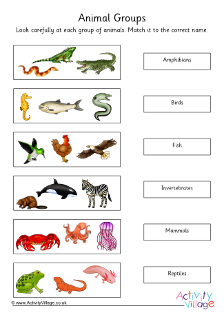 Animal Groups Matching Worksheet | Activity Village