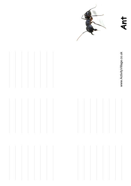 Ant Booklet | Activity Village
