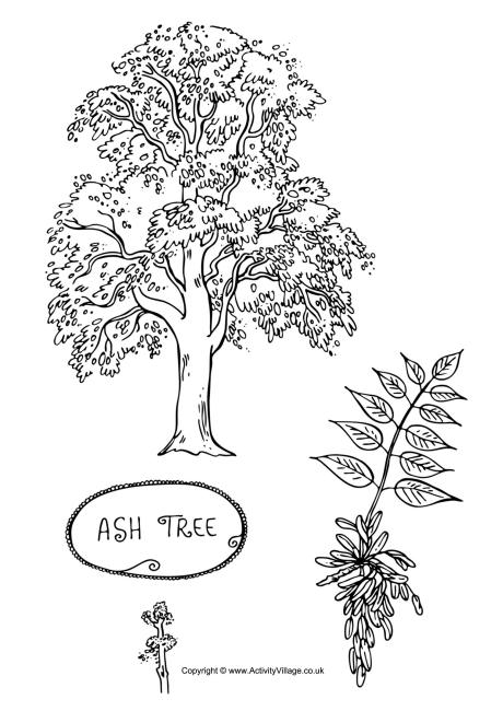 Tree Colouring Pages | Activity Village