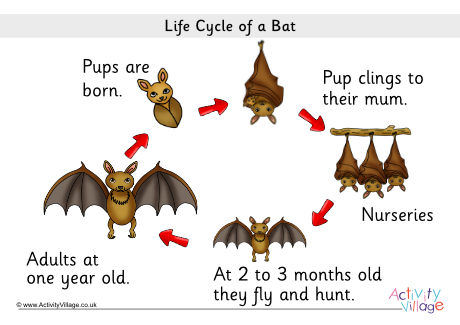 Life Cycle of a Bat | Activity Village