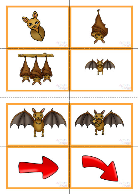 Life Cycle of a Bat | Activity Village