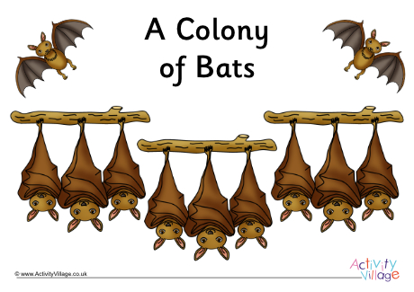 Life Cycle of a Bat | Activity Village