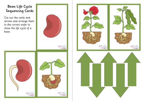 Life Cycle of a Bean | Activity Village