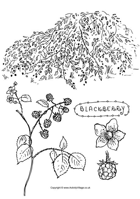 Blackberry Colouring Page | Activity Village