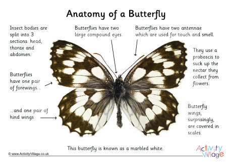 Butterfly Printables | Activity Village