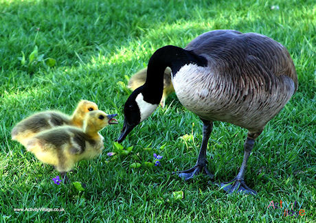 Geese | Activity Village