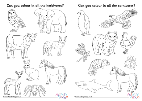 Carnivore Herbivore Omnivore Colouring Pages | Activity Village