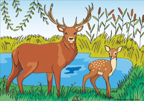 British Wildlife Posters | Activity Village
