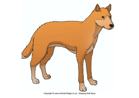 Dingoes | Activity Village