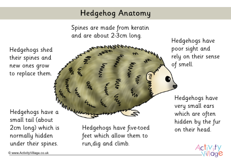 Hedgehog Printables | Activity Village