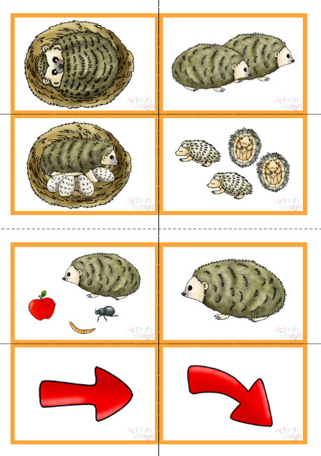 Life Cycle of a Hedgehog | Activity Village