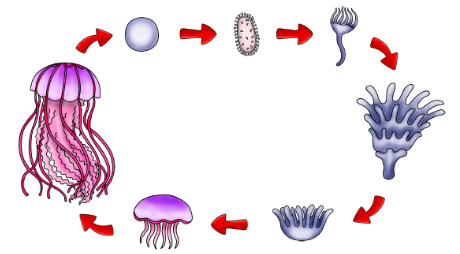 Life Cycle of a Jellyfish | Activity Village