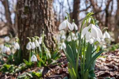 Snowdrops | Activity Village