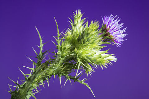 Thistles | Activity Village