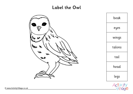 Life Cycle of an Owl | Activity Village