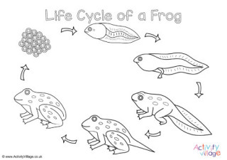 Life Cycles | Life Cycle Teaching Resources for Primary (4-11)