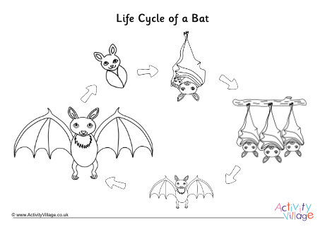 Life Cycle of a Bat | Activity Village