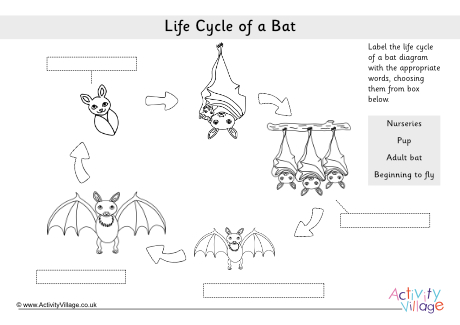 Life Cycle of a Bat | Activity Village