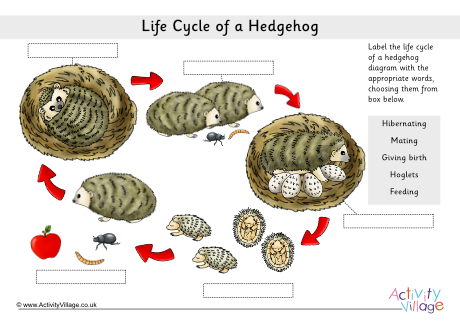Life Cycle of a Hedgehog | Activity Village