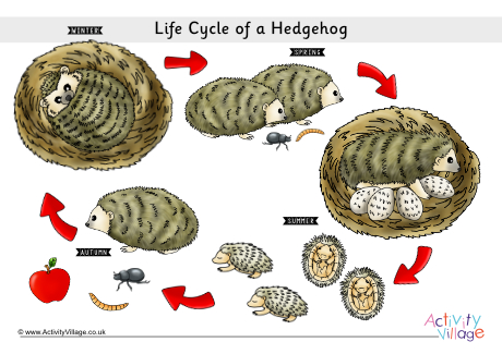 Life Cycle of a Hedgehog | Activity Village