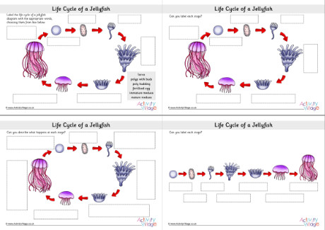 Life Cycle of a Jellyfish | Activity Village
