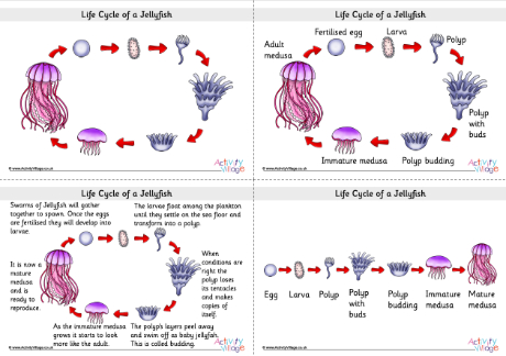 Life Cycle of a Jellyfish | Activity Village