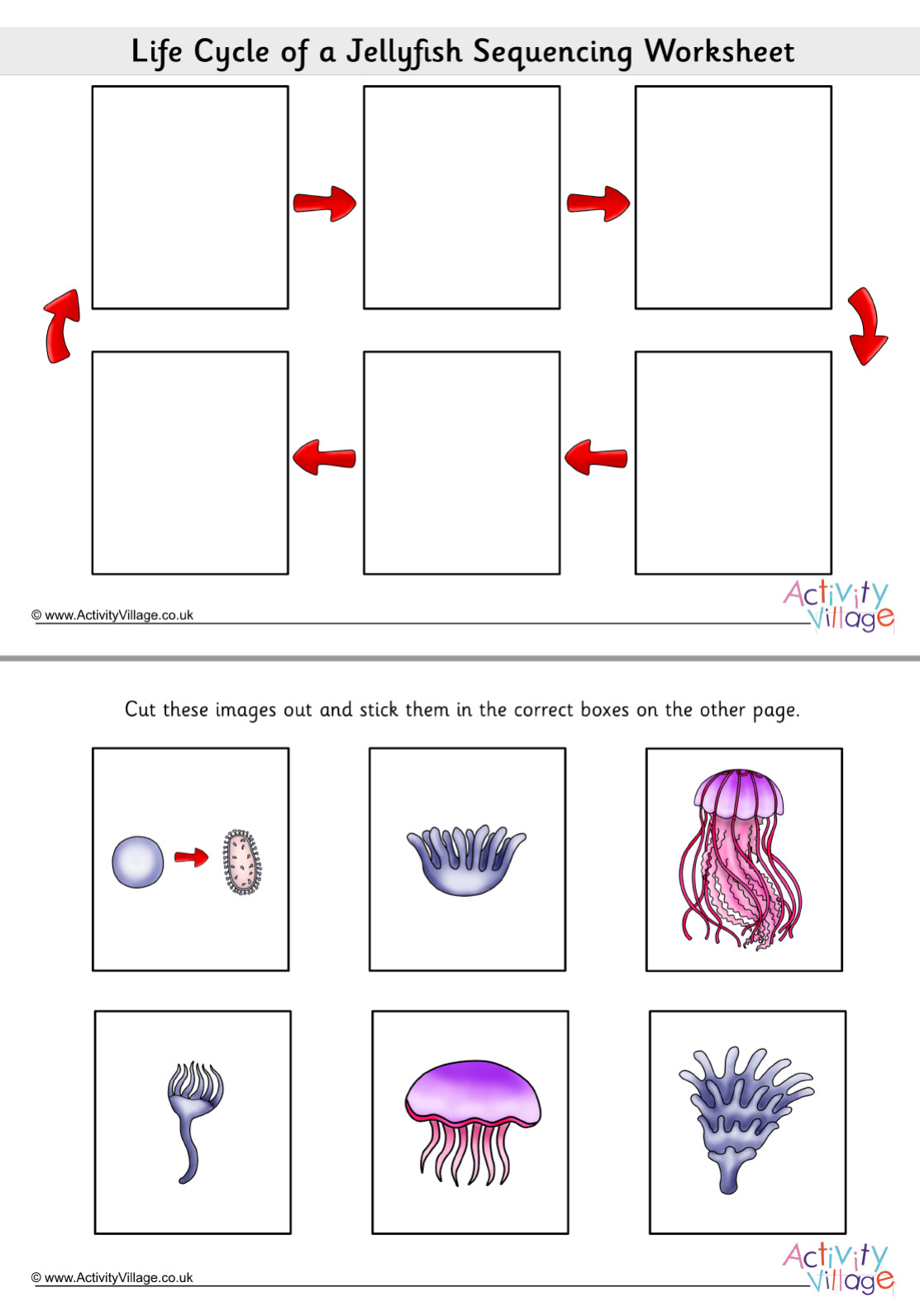 Life Cycle of a Jellyfish | Activity Village
