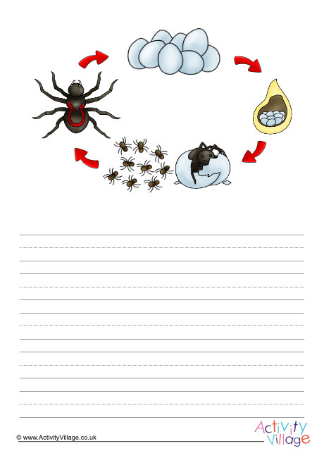 Life Cycle Of A Spider Story Paper | Activity Village