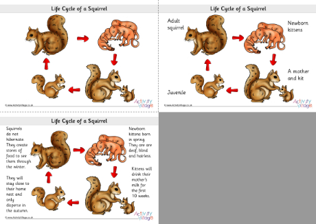 Life Cycle of a Squirrel | Activity Village