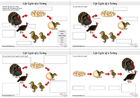 Life Cycle Of A Turkey Labelling Worksheets | Activity Village
