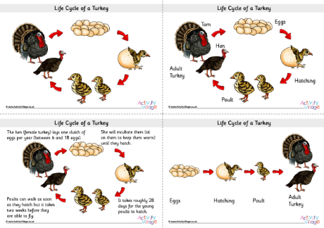 Turkey Printables | Activity Village