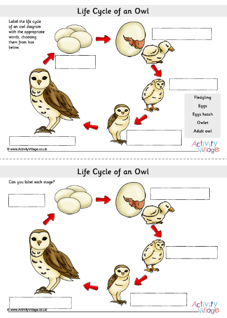 Life Cycle of an Owl | Activity Village