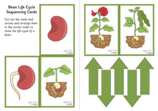 Life Cycles | Life Cycle Teaching Resources for Primary (4-11)