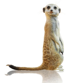 Meerkats | Activity Village
