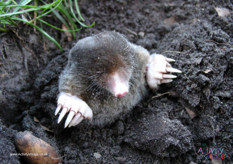 Mole Printables | Activity Village