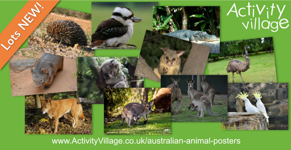 New Photographic Posters of Aussie Animals and Birds | Activity Village