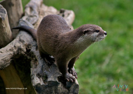 Otters | Activity Village