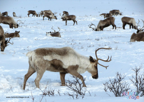 Reindeer Printables | Activity Village