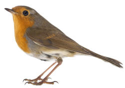 Robins | Activity Village