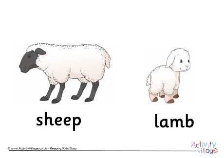 Sheep and Lamb Poster | Activity Village
