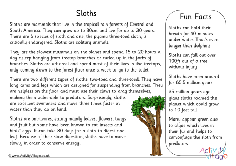 Learning about Sloths | Activities for Kids