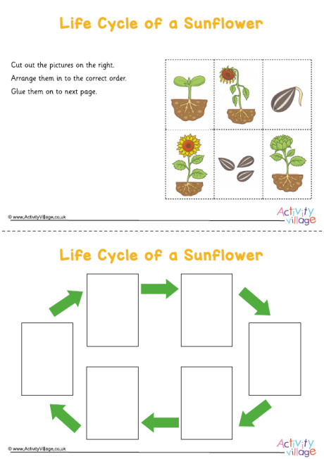 Sunflower Life Cycle Sequencing Worksheet | Activity Village